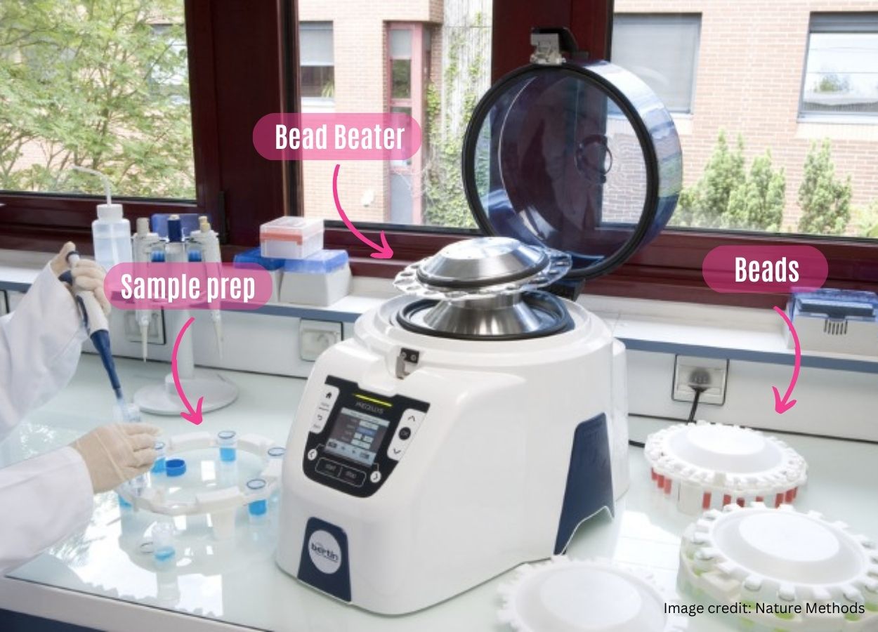 Metagenomics Made Easy: Streamlining DNA Extraction With Bead Beating ...