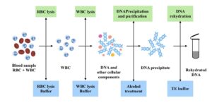 How To Extract DNA From Whole (Fresh), Frozen, Dried and Clotted Blood ...