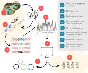 What is Metagenomics?- Definition, Steps, Process and Applications