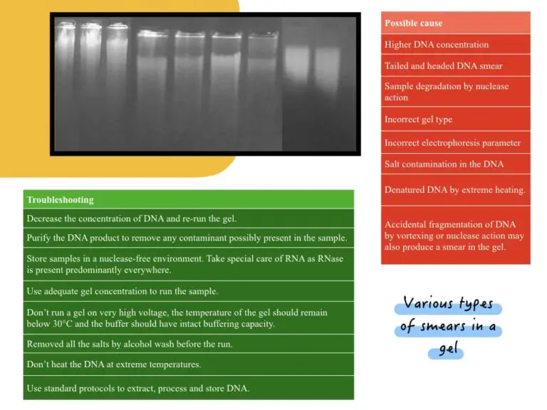 Common Issues in DNA/RNA Gel Electrophoresis and Troubleshooting ...