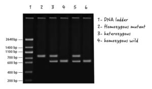 7 Ways to Determine Genotypes Using Gel Electrophoresis – Genetic Education