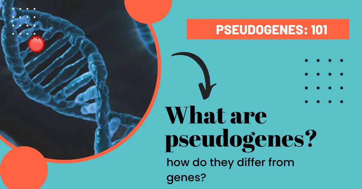 What Are Pseudogenes and How Do They Differ From Genes? – Genetic Education