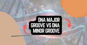 Deciphering The Unique Characteristics of DNA Major and Minor Grooves ...