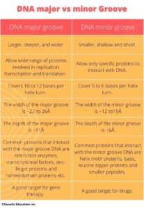 Deciphering The Unique Characteristics of DNA Major and Minor Grooves ...