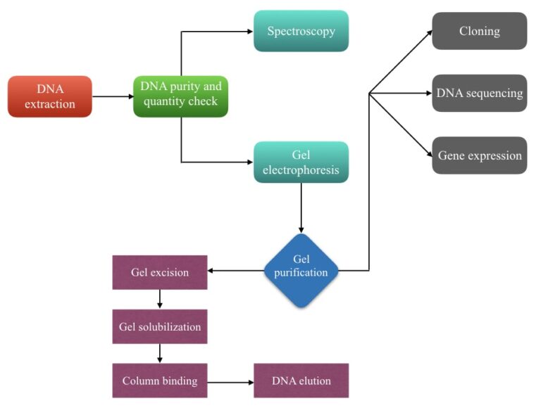 How to Extract DNA From a Gel?- A Step-By-Step Guide – Genetic Education