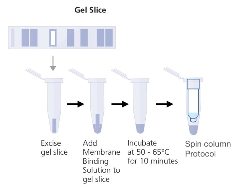 How to Extract DNA From a Gel?- A Step-By-Step Guide – Genetic Education