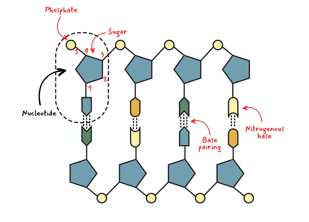 How to Write a DNA Sequence and its Complementary Pairing? – Genetic ... How to Write a DNA Sequence and its Complementary Pairing? – Genetic ...