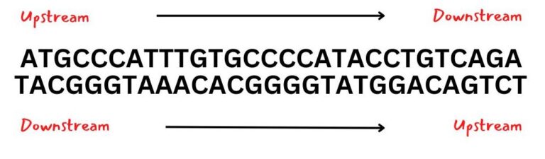 How To Write A Dna Sequence And Its Complementary Pairing Genetic 6001