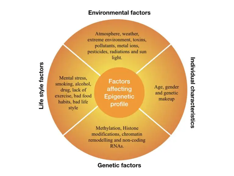 Epigenetics 101: What is Epigenetics and How Does It Work?