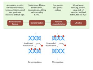 Epigenetics 101: What is Epigenetics and How Does It Work?