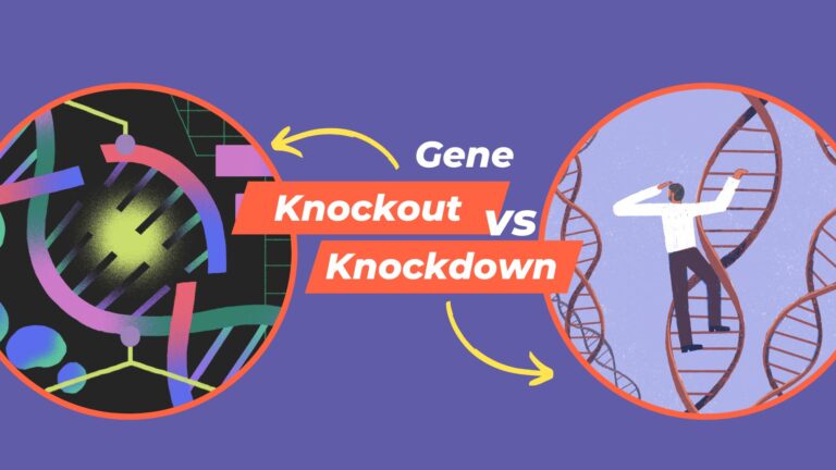 Gene Knockout vs Gene Knockdown: Differences and Similarities – Genetic Education