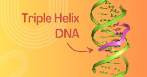 What is Triple Helix DNA and How Does it Form? – Genetic Education