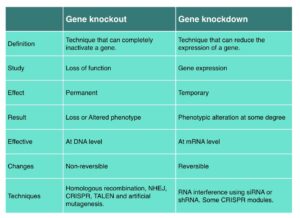 Gene Knockout vs Gene Knockdown: Differences and Similarities – Genetic ...