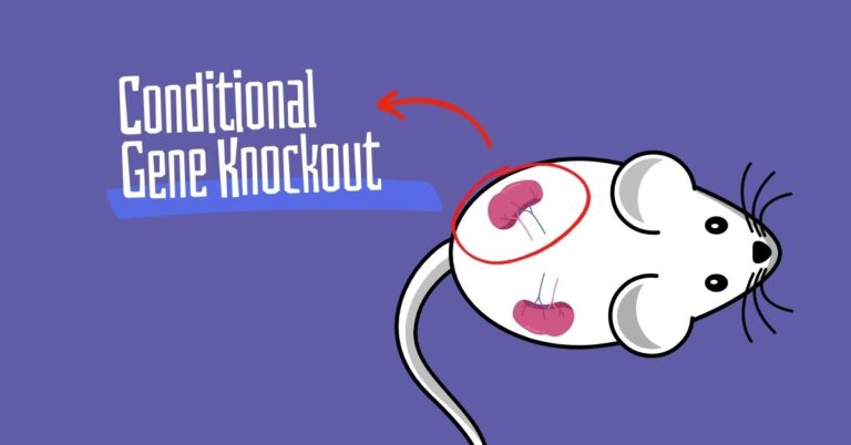 Gene Knockout Vs Gene Knockdown Differences And Similarities Genetic