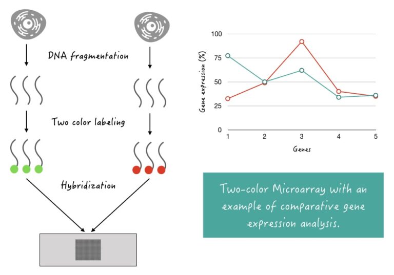 One Color Vs Two Color Microarray How To Choose The Right One Genetic Education