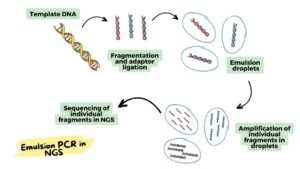 Emulsion PCR: Principle, Process, Advantages, Applications and ...