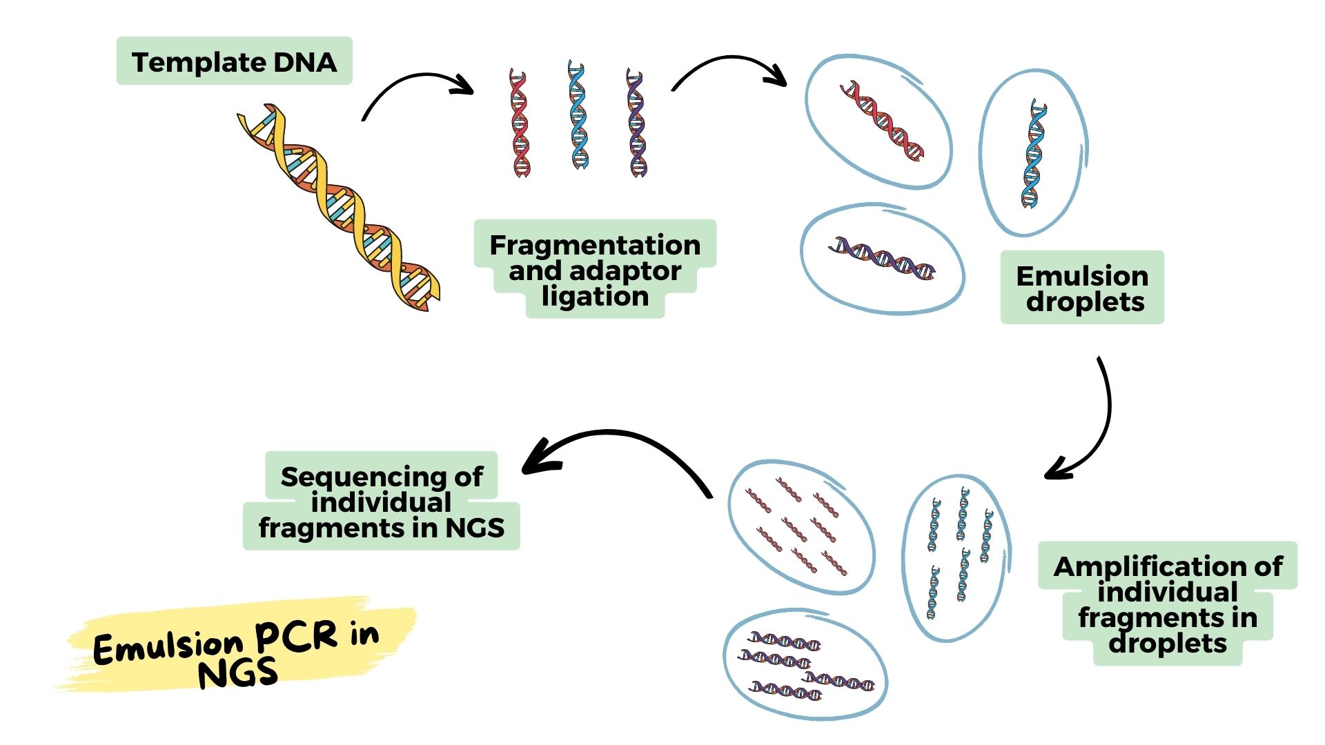 Emulsion PCR: Principle, Process, Advantages, Applications and ...