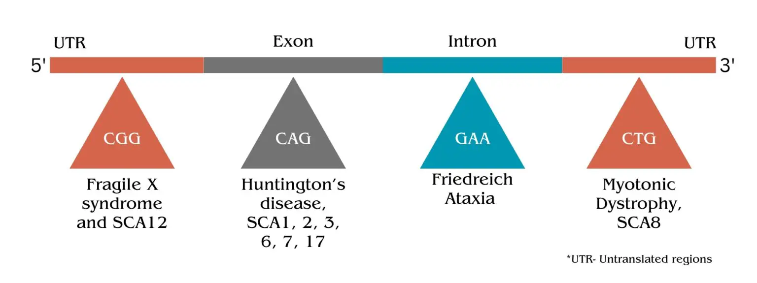 Trinucleotide repeat expansion disorders