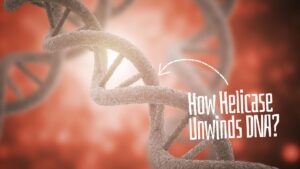 Replication 103: DNA Helicase- Structure, Function and Mechanism of DNA ...