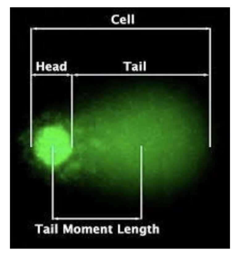 A Beginner’s Guide To COMET Assay – Genetic Education
