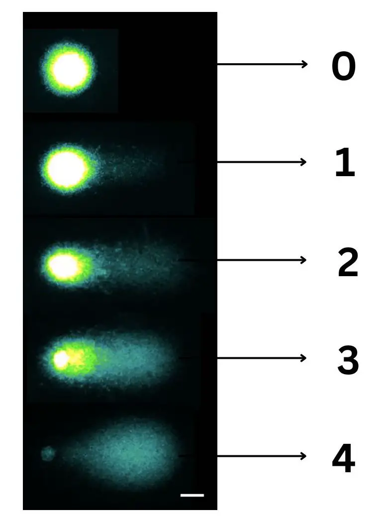 A Beginner’s Guide To COMET Assay – Genetic Education
