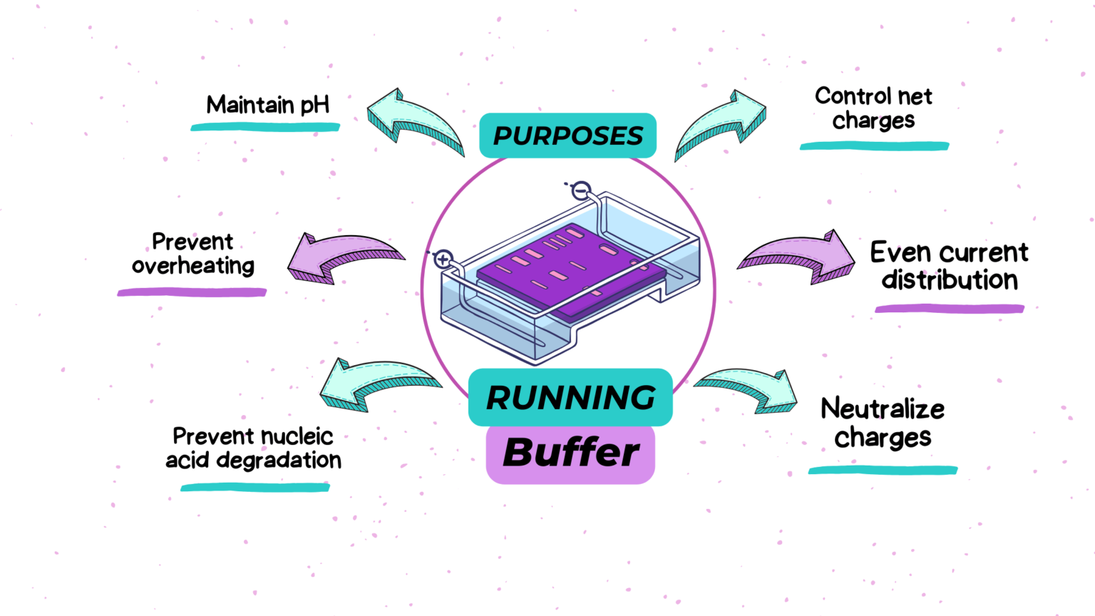 7 Purposes of a Running Buffer in Electrophoresis + My Guide to Use It – Genetic Education
