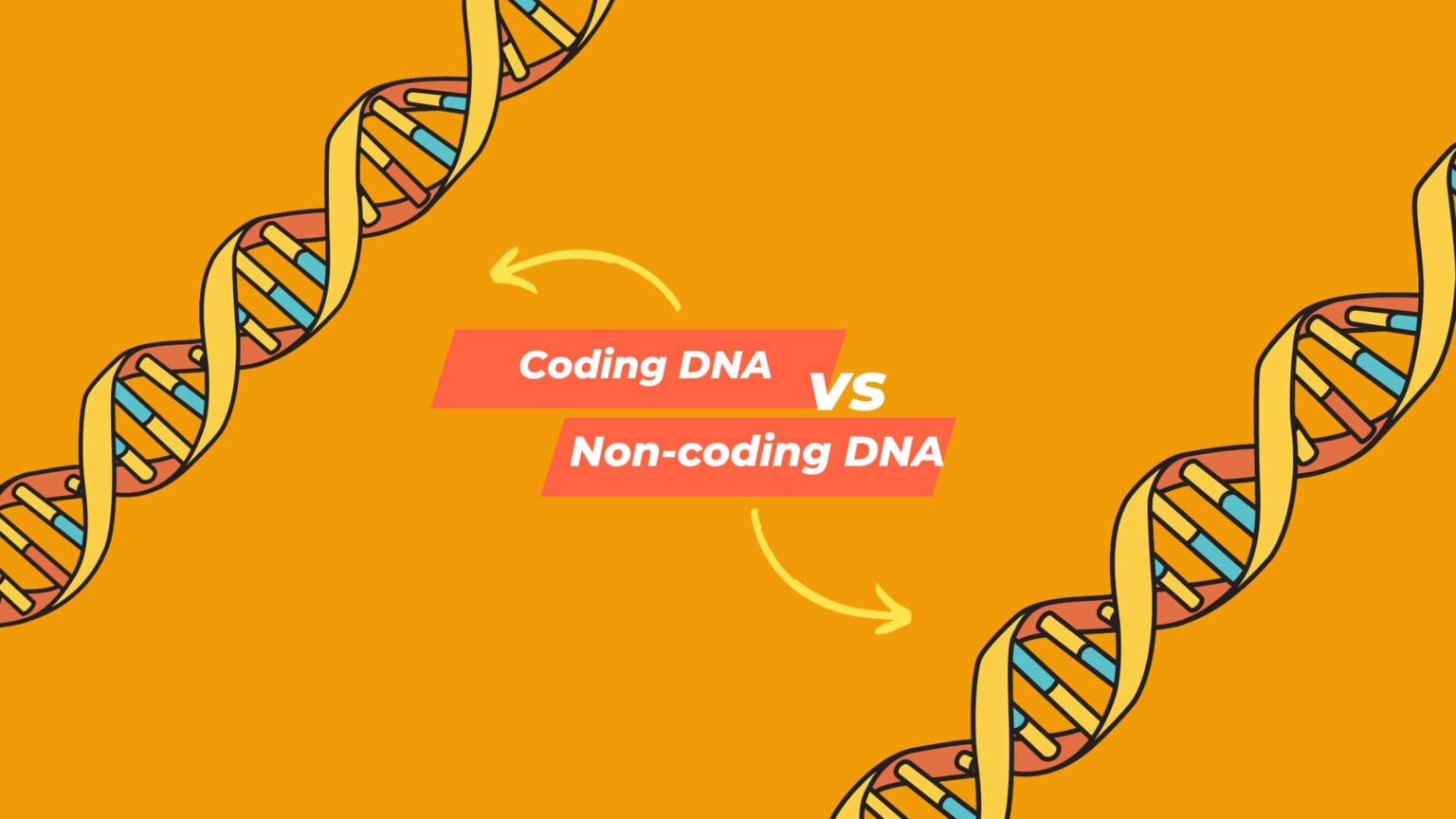 Coding Vs Non Coding Dna Archives Genetic Education