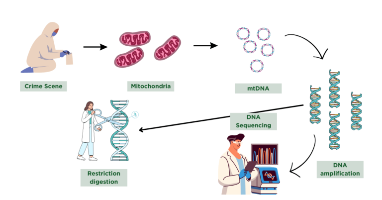 An Expert’s Guide to Understand Mitochondrial DNA Test – Genetic Education