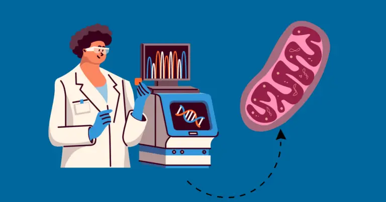 An Expert’s Guide to Understand Mitochondrial DNA Test – Genetic Education