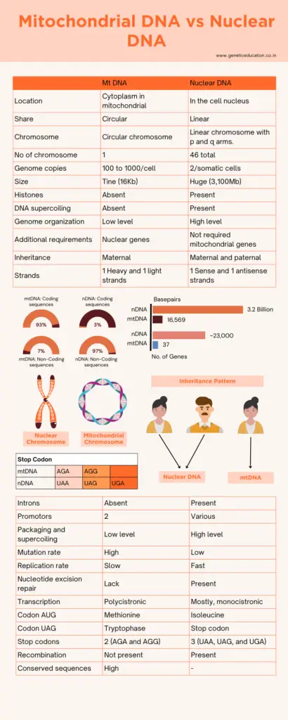 Mitochondrial DNA vs Nuclear DNA- Differences and Similarities ...