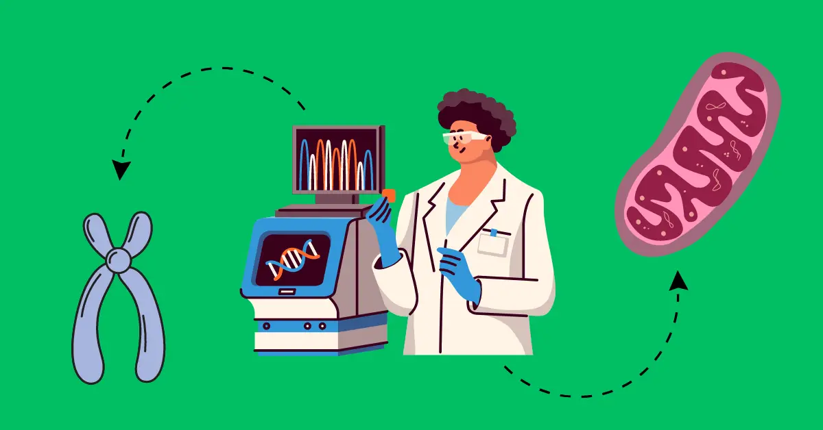 Difference Between Y DNA vs Mitochondrial DNA Test – Genetic Education