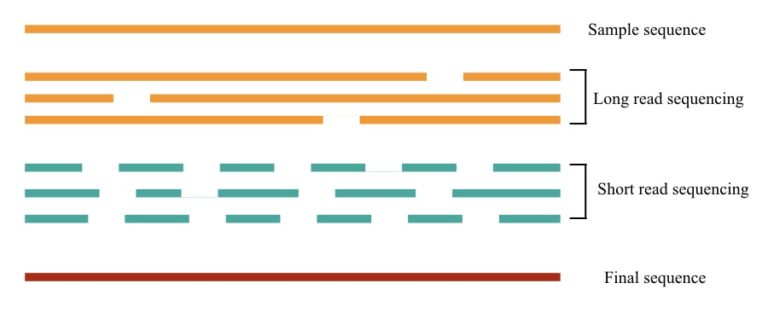 What is Short-Read Sequencing? – Genetic Education