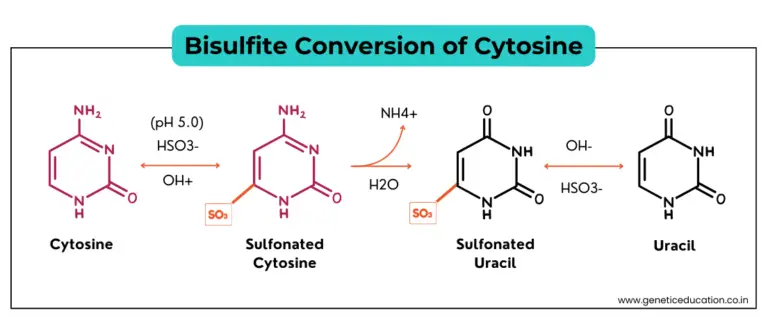 Bisulfite Conversion of DNA- A Complete Guide – Genetic Education