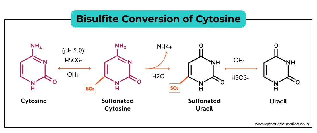 Bisulfite Conversion of DNA- A Complete Guide – Genetic Education