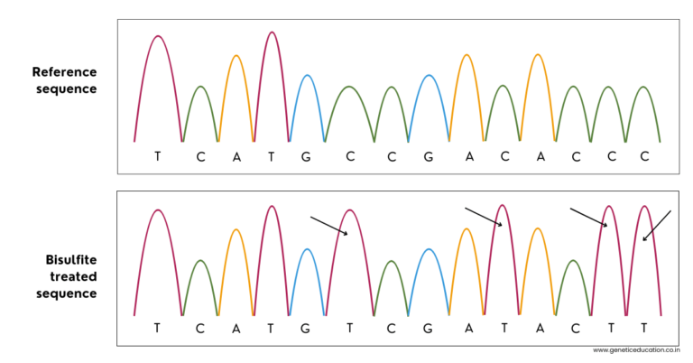 What is Bisulfite Sequencing?- Beginners to Advance Guide – Genetic ...