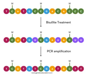What is Bisulfite Sequencing?- Beginners to Advance Guide – Genetic ...