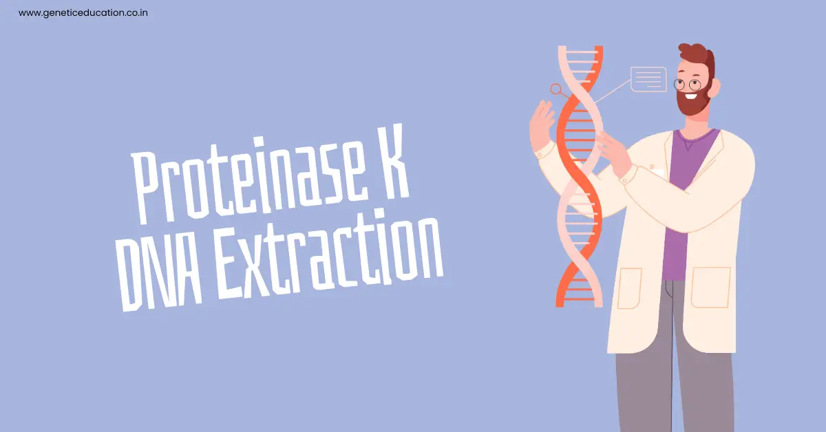 What Is The Use Of Proteinase K In Dna Extraction at Donald Mccann blog
