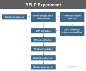 What is RFLP and How to Perform It? – Genetic Education