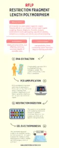 What is RFLP and How to Perform It? – Genetic Education