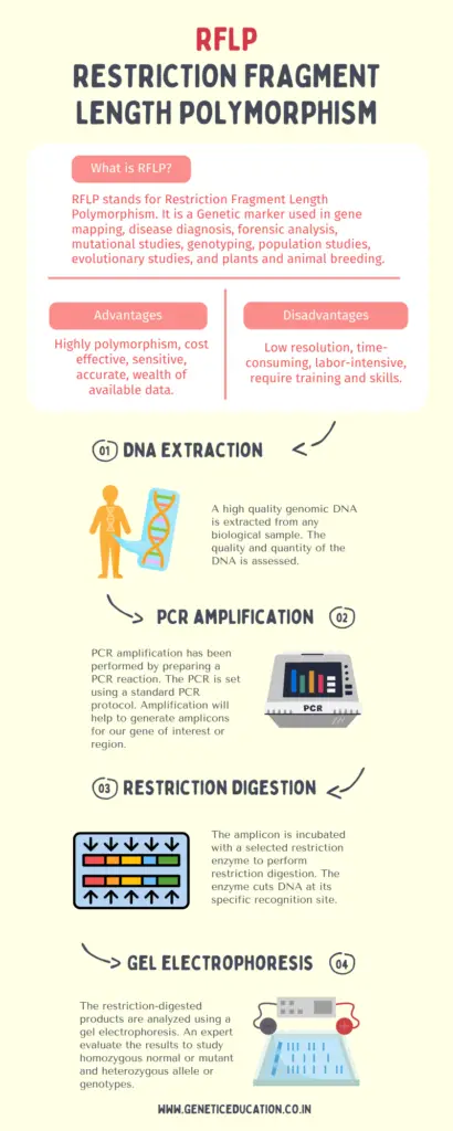 What is RFLP and How to Perform It? – Genetic Education