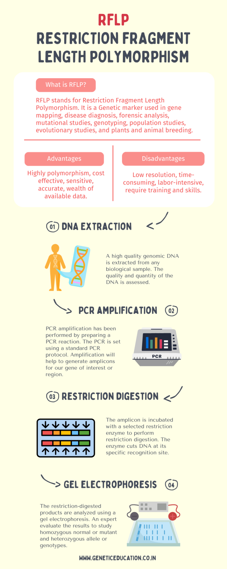 What is RFLP and How to Perform It? – Genetic Education
