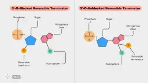 What and Why is Reversible Terminator Used in NGS? – Genetic Education