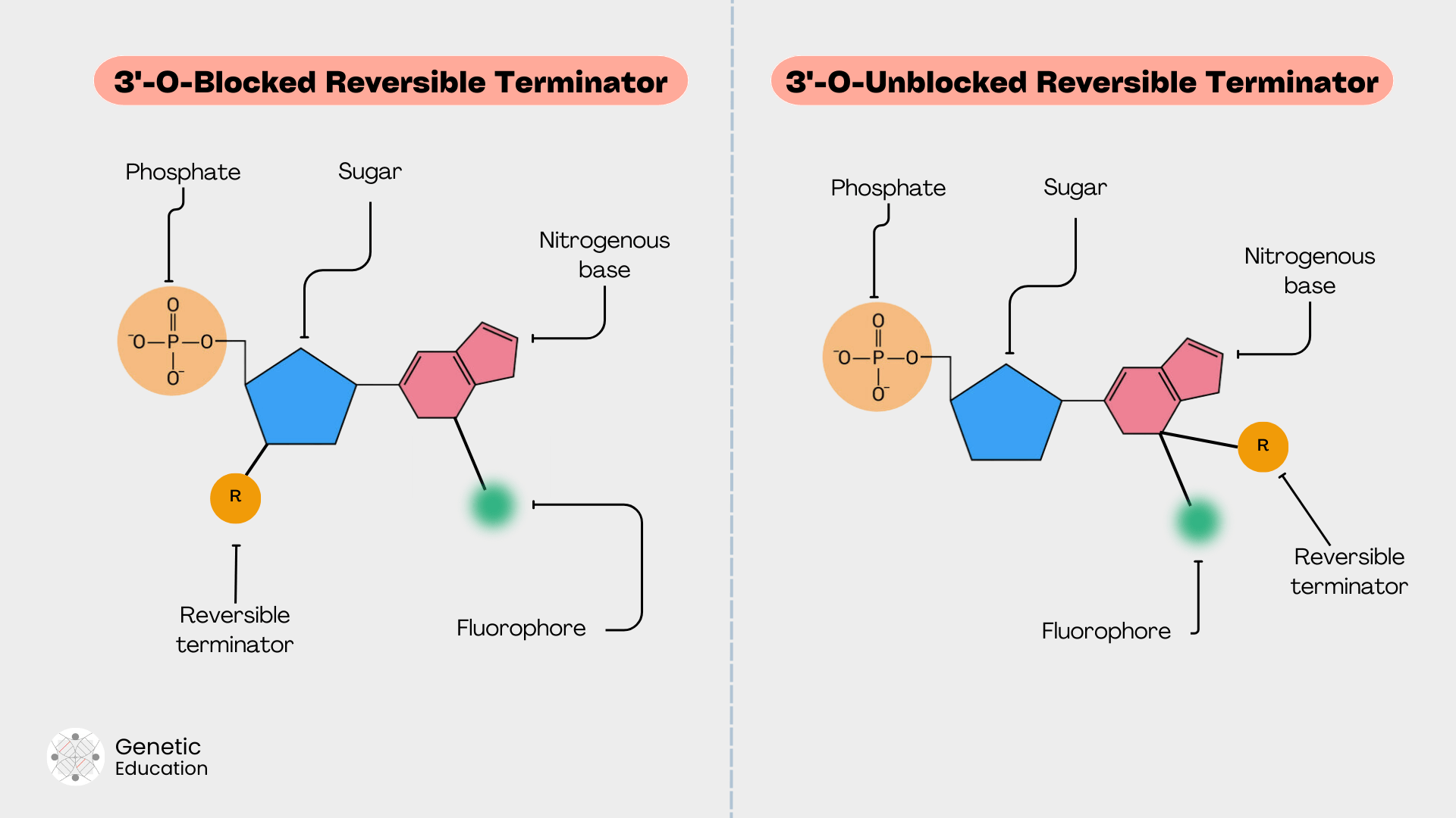 What and Why is Reversible Terminator Used in NGS? – Genetic Education