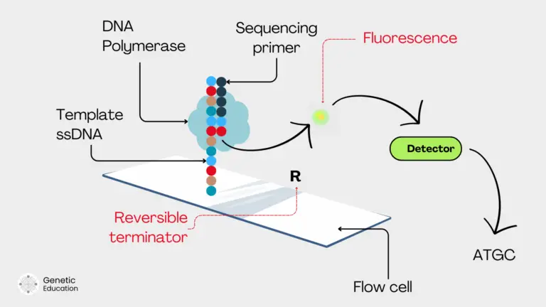 What and Why is Reversible Terminator Used in NGS? – Genetic Education