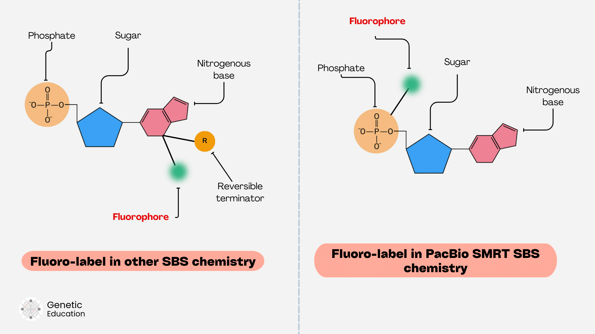 How does Fluorescent Labeling Influence Sequencing Speed in NGS ...
