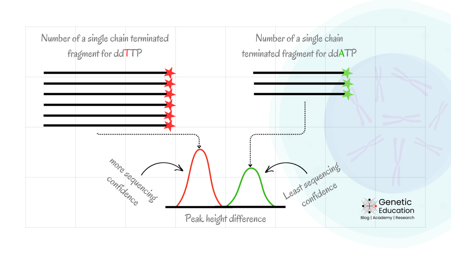 A Beginner’s Guide to Sanger Sequencing Peaks – Genetic Education