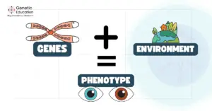 What is Gene-Environment Interaction?- A Beginner’s Guide – Genetic ...