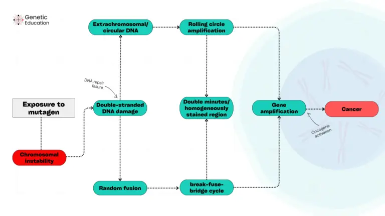 Gene Amplification– Definition, Mechanisms, Role in Cancer, and ...