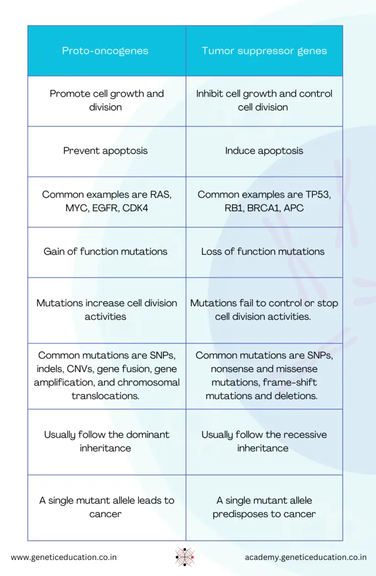 Proto-oncogenes vs Tumor Suppressor Genes- Key Differences – Genetic ...