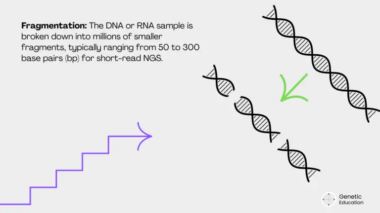 What Is Ngs Definition Principle Steps Chemistries Advantages And